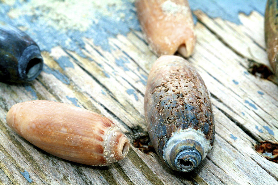 Shells Photograph by Paula Stauffer - Pixels