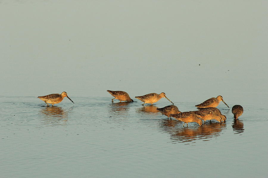 Shore Birds Photograph by Adam Christopherson | Fine Art America