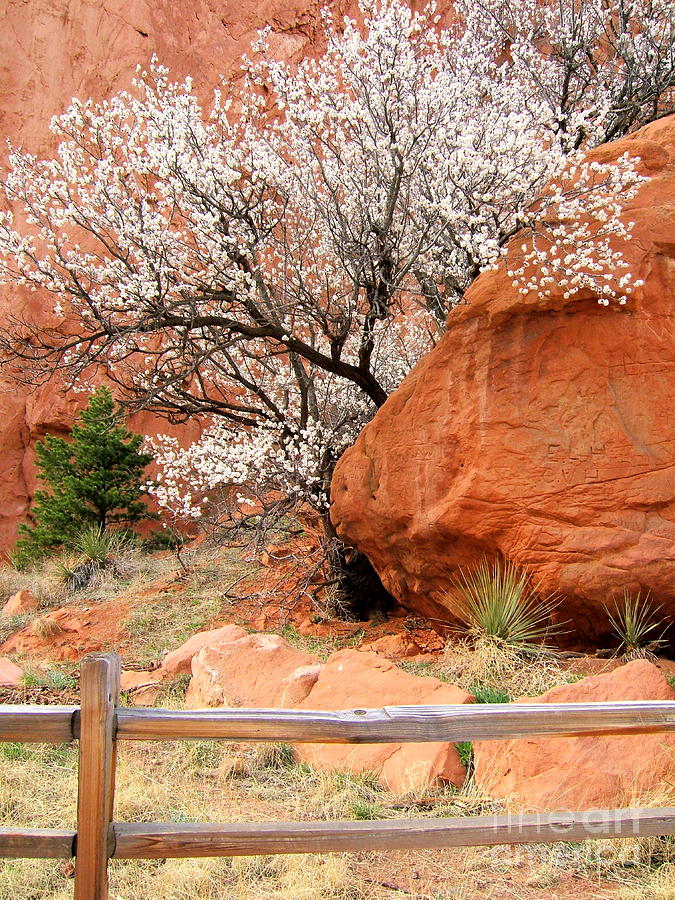 Shy Tree Photograph by Laurisa Rabins - Pixels
