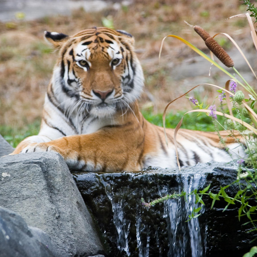Siberian Tiger Photograph by Dave Hahn - Fine Art America