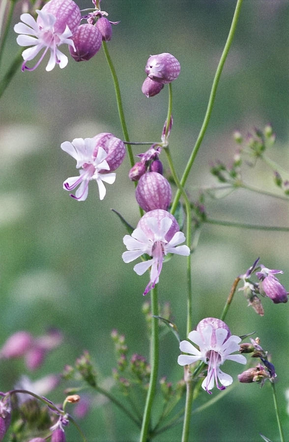 Silene Photograph by Patrick Kessler - Fine Art America
