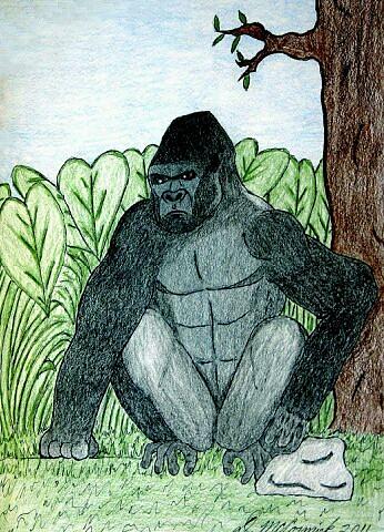 Silver Back Gorilla Drawing by Damani McCormick - Pixels