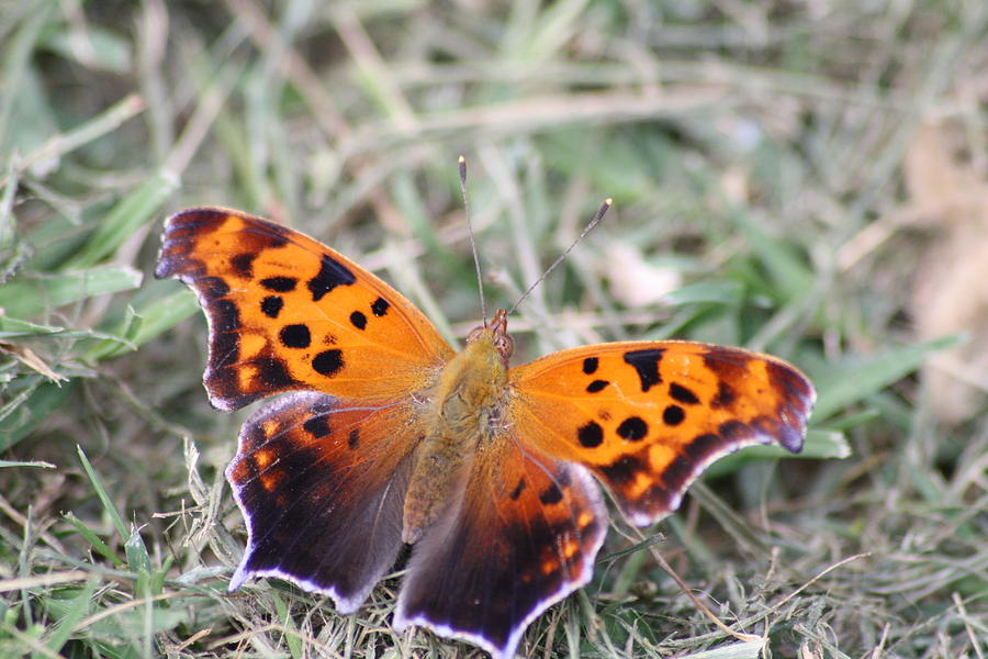 Silver Lining Photograph by Danielle Laird - Fine Art America