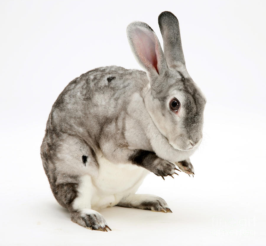 Silver Rex Rabbit Photograph by Jane Burton - Fine Art America