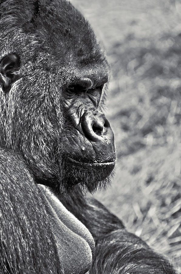 Silverback Photograph by Thomas Stewart - Fine Art America