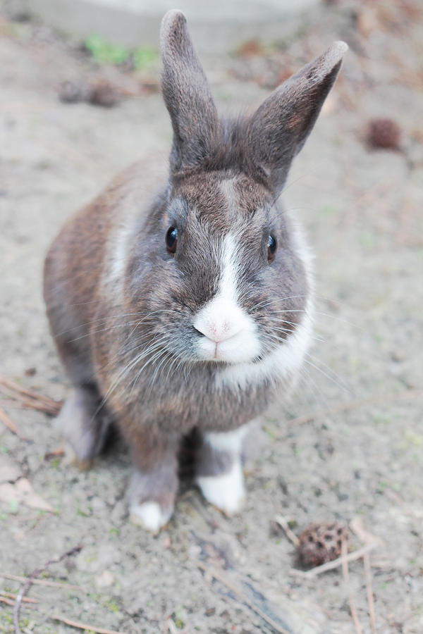 Simba Photograph by Stacie Hubers Vinepro Photography - Fine Art America