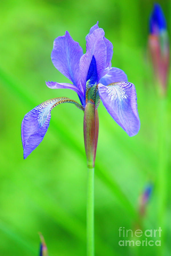 Single Iris Photograph by Randy Harris | Pixels