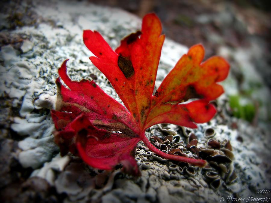 Single Red Leaf Photograph by Aaron Burrows - Fine Art America
