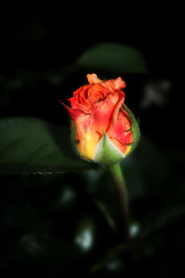 Single rose Photograph by Cheri Abarca - Fine Art America