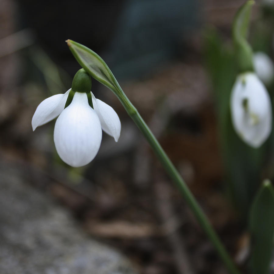 Single Snowdrop Squared 1 Photograph by Teresa Mucha | Fine Art America
