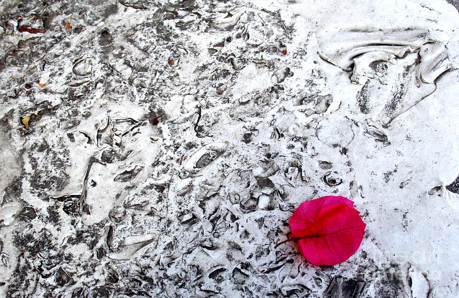 Singular Photograph by Steffanie Pinner - Fine Art America