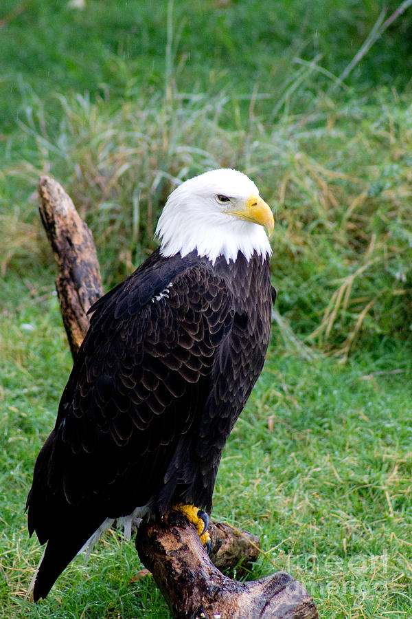 Eagle Sitting On Shoulder