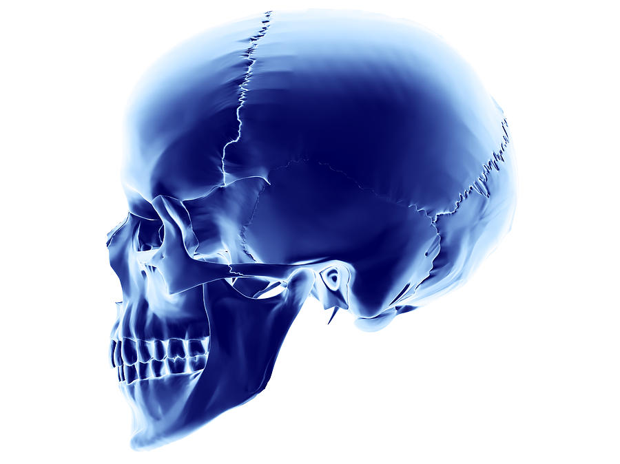 Skull, Computer Artwork Photograph by Pasieka - Fine Art America