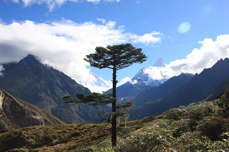Skyscraper Tree Photograph by Yoel Sequerra - Fine Art America