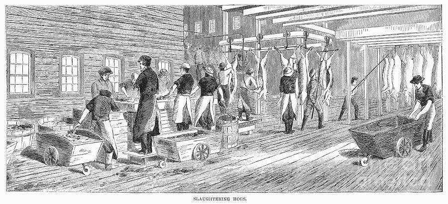 Slaughtering Hogs Photograph by Granger - Fine Art America