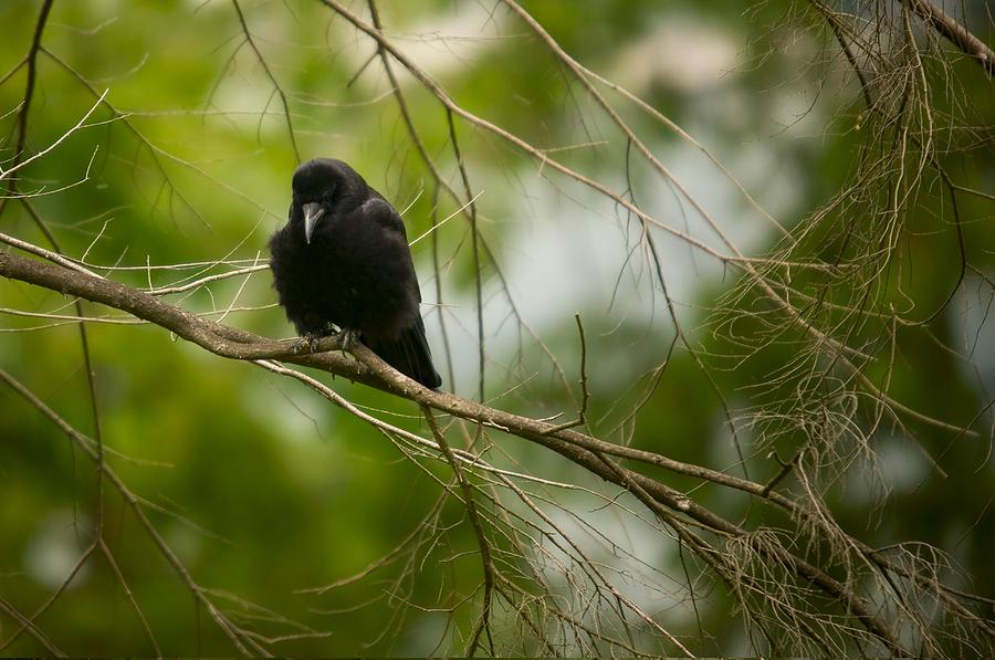 Sleeping Crow Photograph by Martin Cooper - Fine Art America