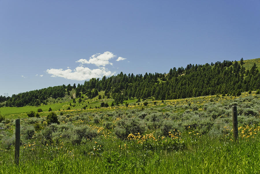 Sloping Meadow Photograph by Roderick Bley - Pixels