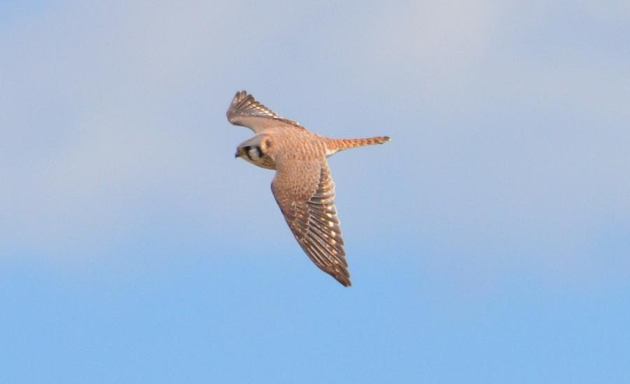 Small Falcon Photograph by Judd Nathan - Fine Art America