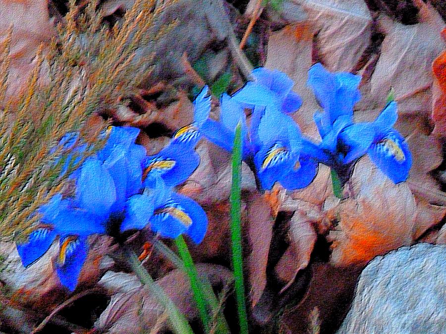 Small Iris on Ground Photograph by Beth Akerman | Fine Art America