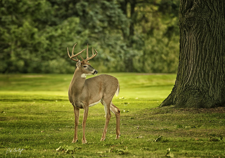 Small Stag Photograph by Phill Doherty - Fine Art America