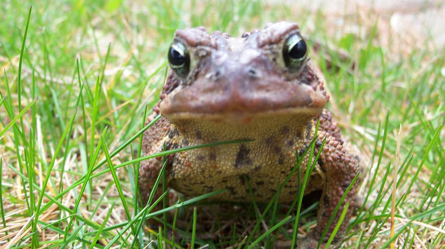Smiley The Toad Photograph by Ted Neuner - Pixels