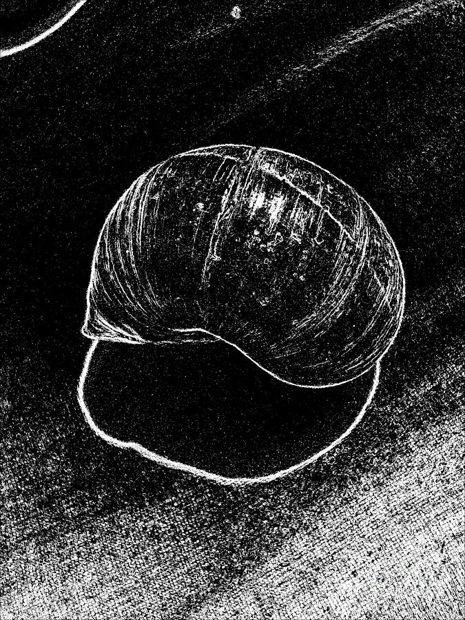 Snail Shell No.9 Digital Art by Drinka Mercep - Fine Art America