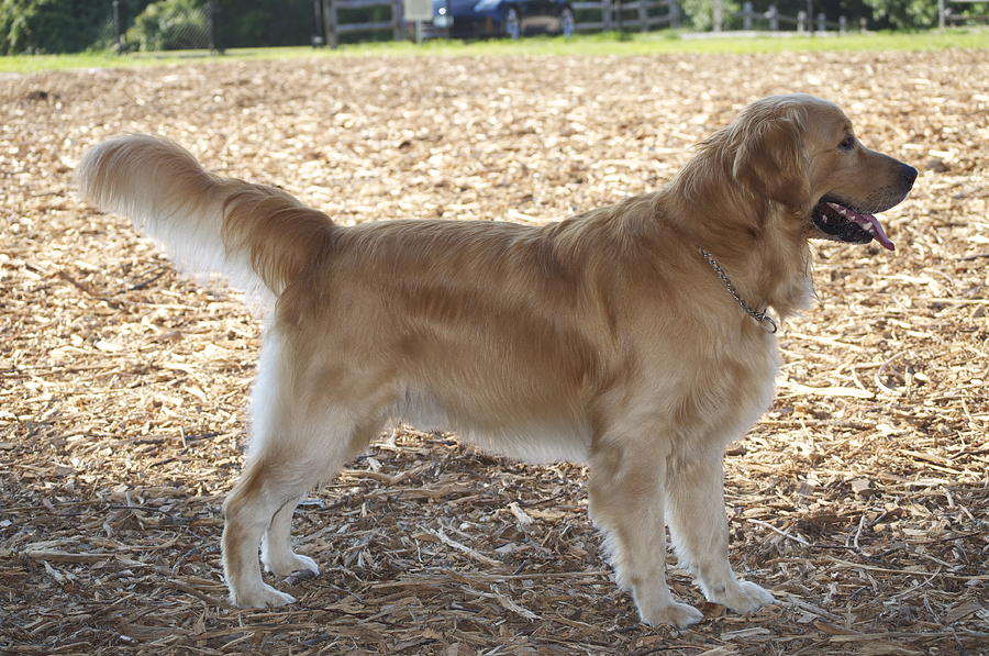 Snapper 3 Photograph by Stephen Tunis - Fine Art America