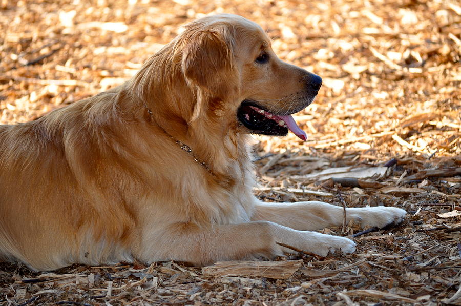 Snapper Photograph by Stephen Tunis - Fine Art America