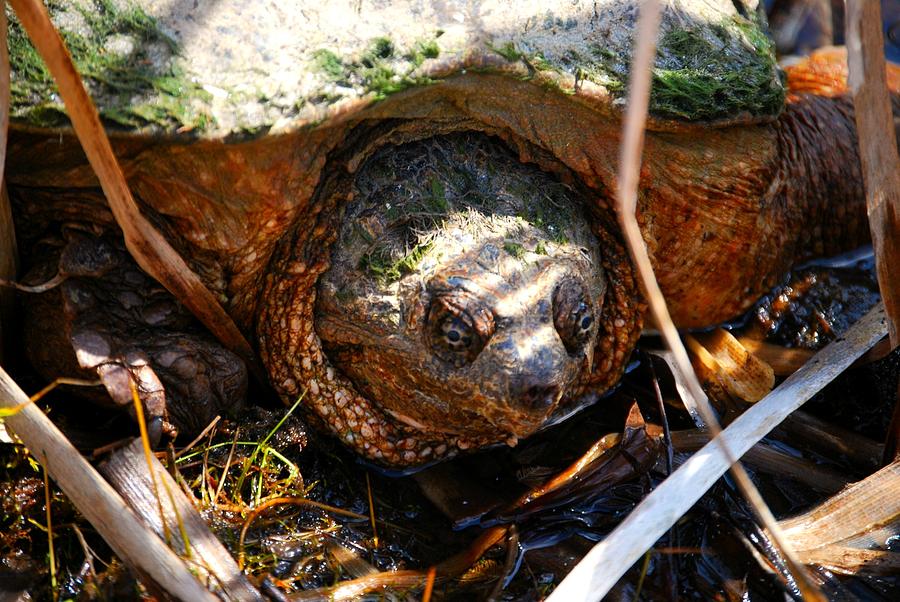 Snapping Turtle Photograph by Dawn Forcier - Fine Art America