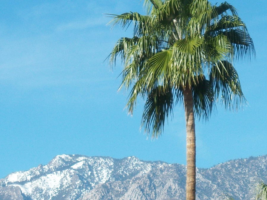 Snow Palm Photograph by Russ Bertlow - Fine Art America