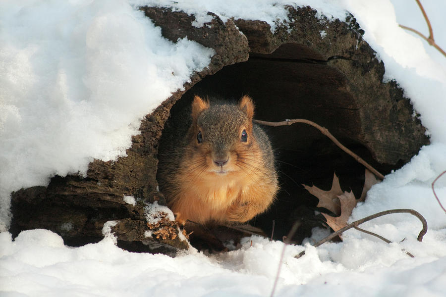 Snow Squirrel Photograph by Craig Hosterman