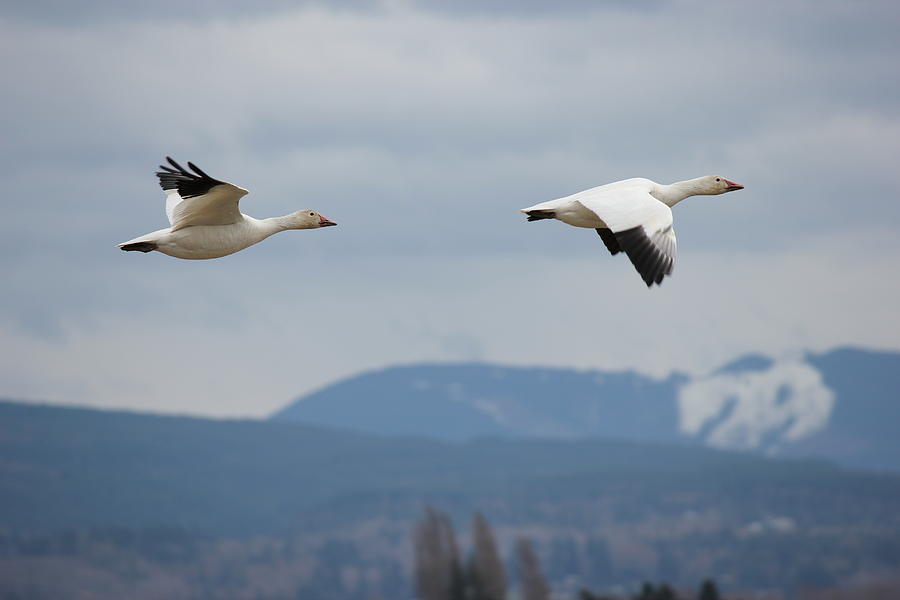 Snowgeese in color Photograph by Adam Christopherson - Fine Art America