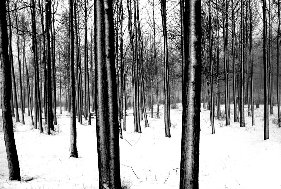 Snowstorm Patterns Photograph by Michael Biggs - Fine Art America