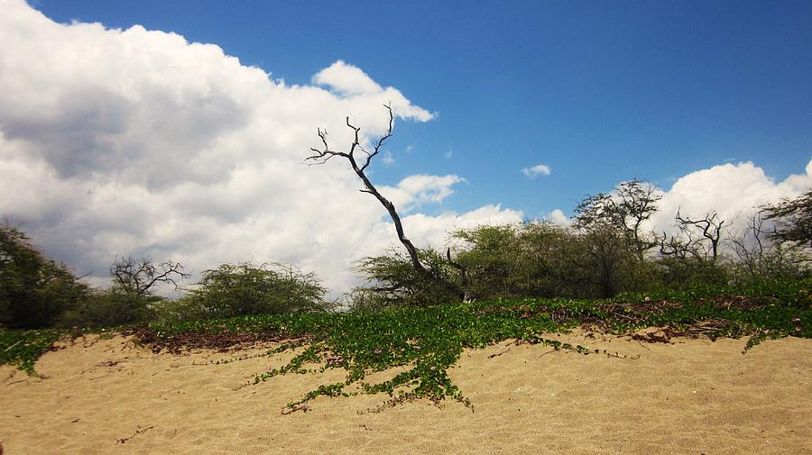 Soakin Photograph by Charles Jennison - Fine Art America