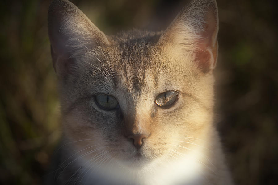 Soft As A Kitten Photograph by Kathy Clark - Fine Art America