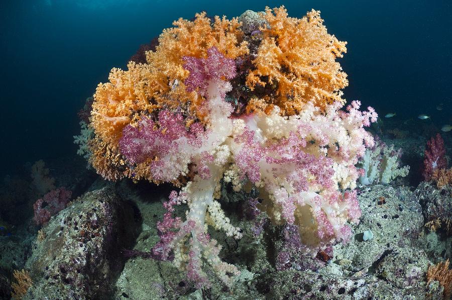 Soft Corals Photograph by Matthew Oldfield - Fine Art America