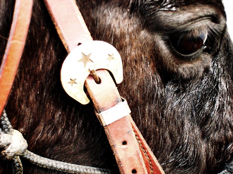 Soft Expression Photograph by Alyssa St Clair | Fine Art America