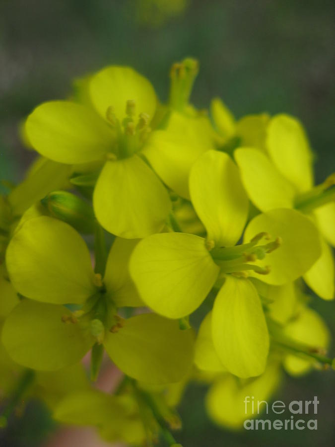 Soft Yellow Photograph by Mariah Stone - Fine Art America