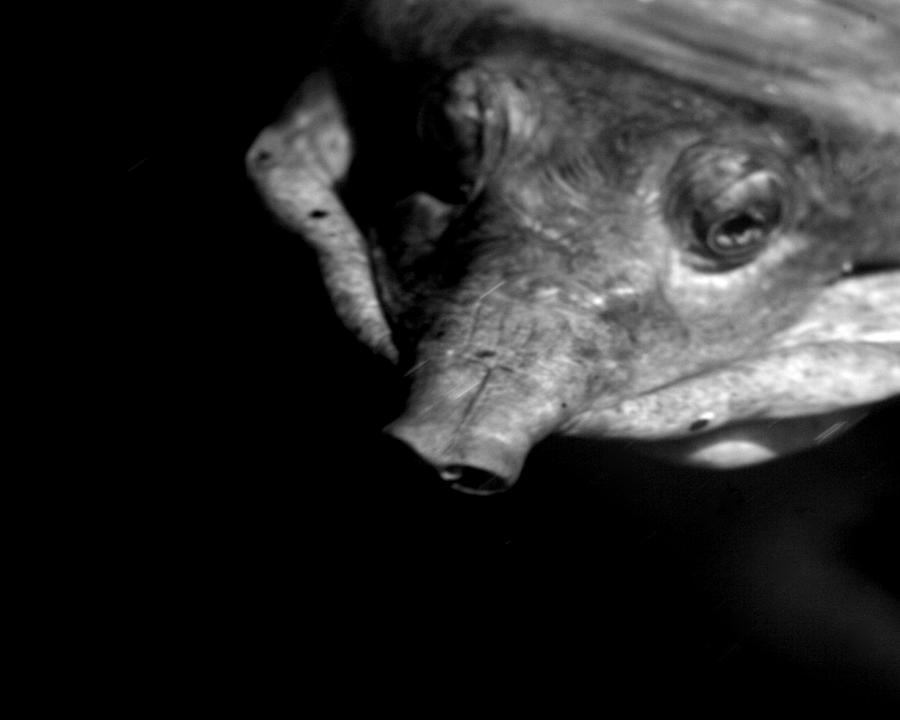 Softshell Turtle Photograph by Jacob Klaus - Fine Art America