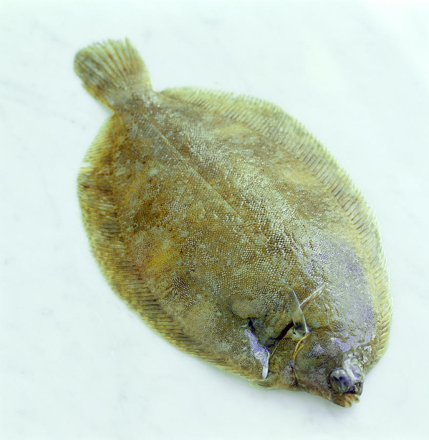 Sole by Science Photo Library