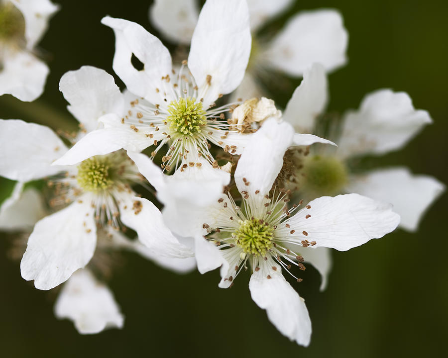 Southern Sawtooth Highbush Blackberry - Rubus argutus Photograph by ...
