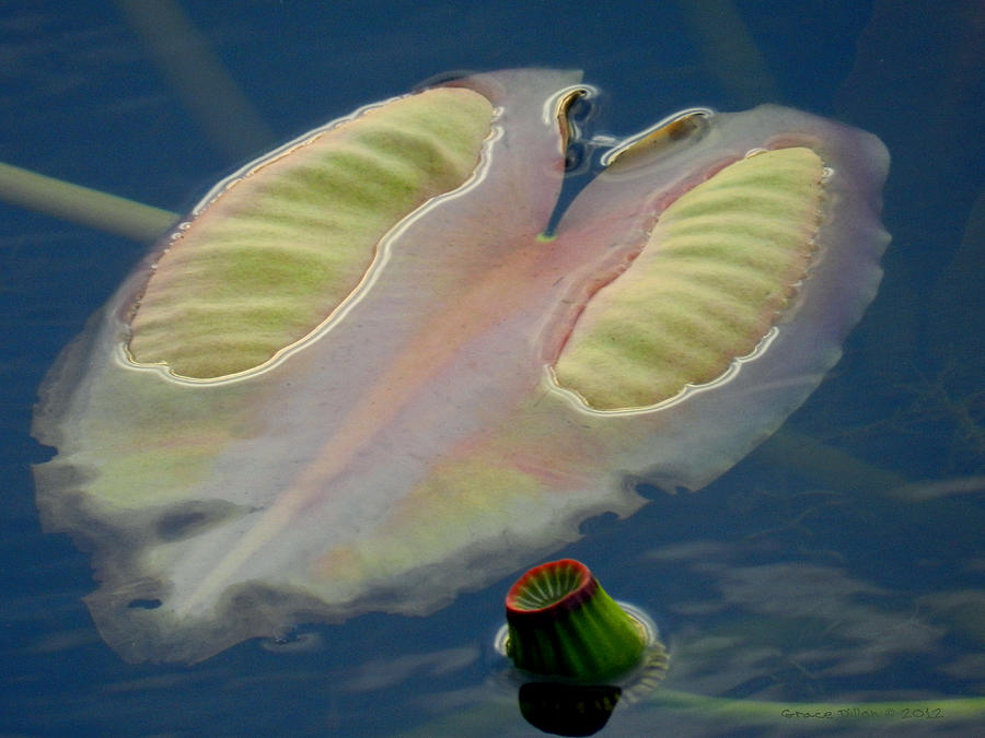 Spatterdock Photograph by Grace Dillon | Fine Art America