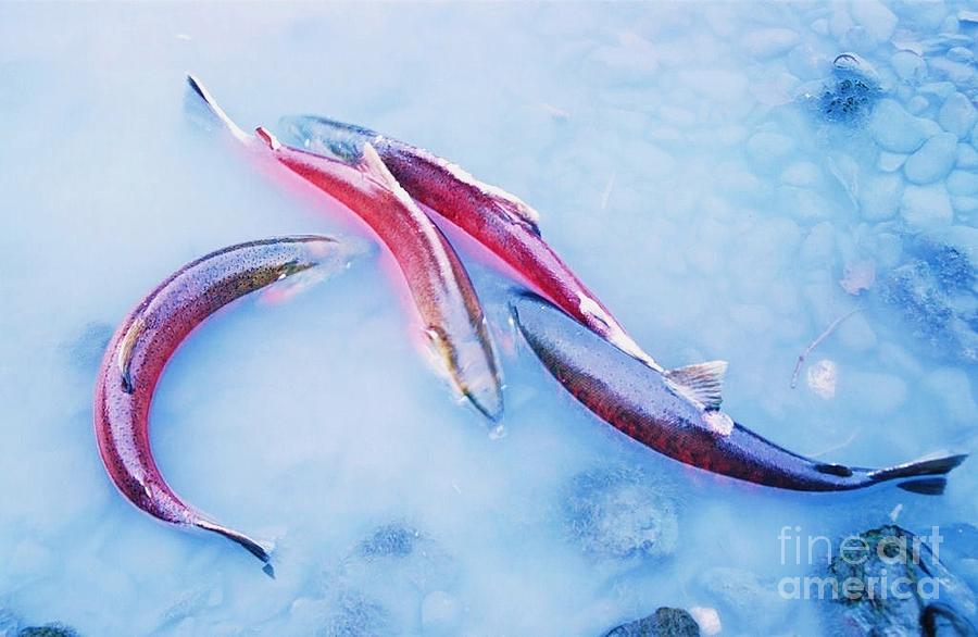 Spawning Photograph by Ronnie Glover - Fine Art America