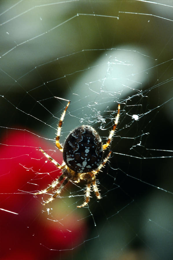 Spider and red background Photograph by Patrick Kessler - Fine Art America