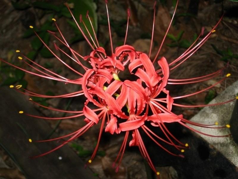 Spider Lily Photograph by M L Chambers | Pixels