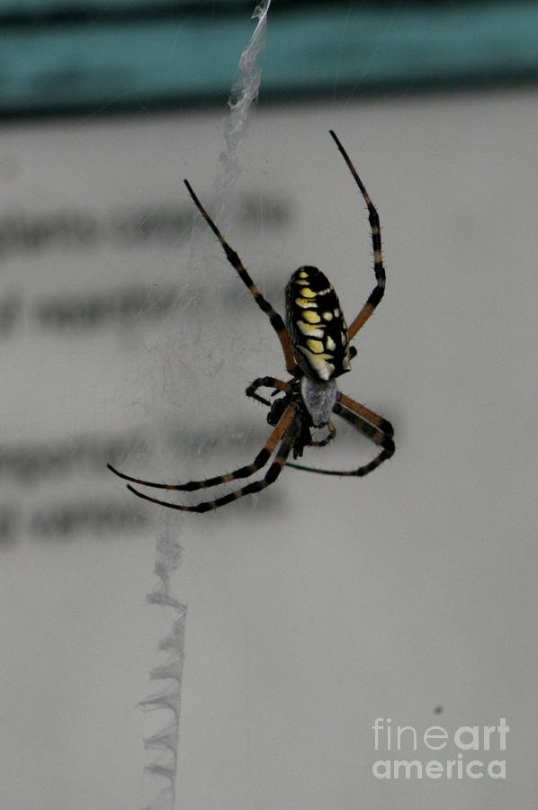 Spider Network Photograph by Valia Bradshaw - Fine Art America