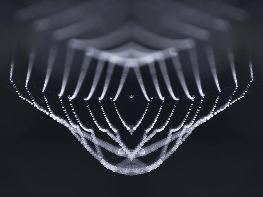 Spiderweb reflection Photograph by Odon Czintos - Fine Art America