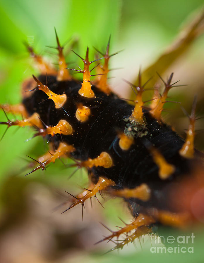 Spiky Photograph by Johan Larson - Fine Art America