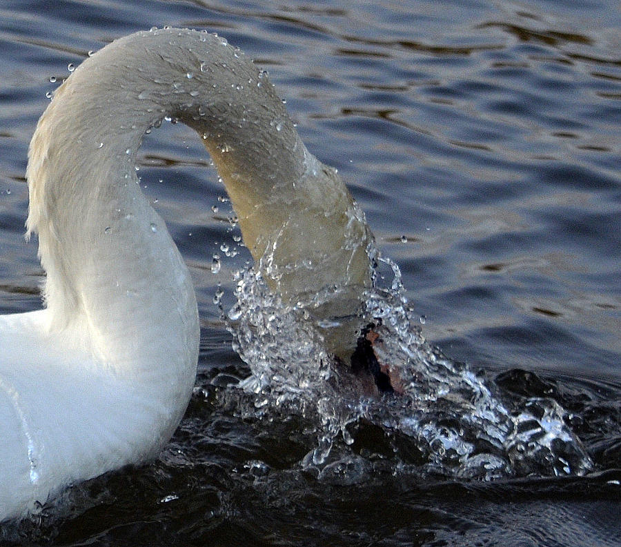 Splashing swan Photograph by Brian Stevens - Fine Art America