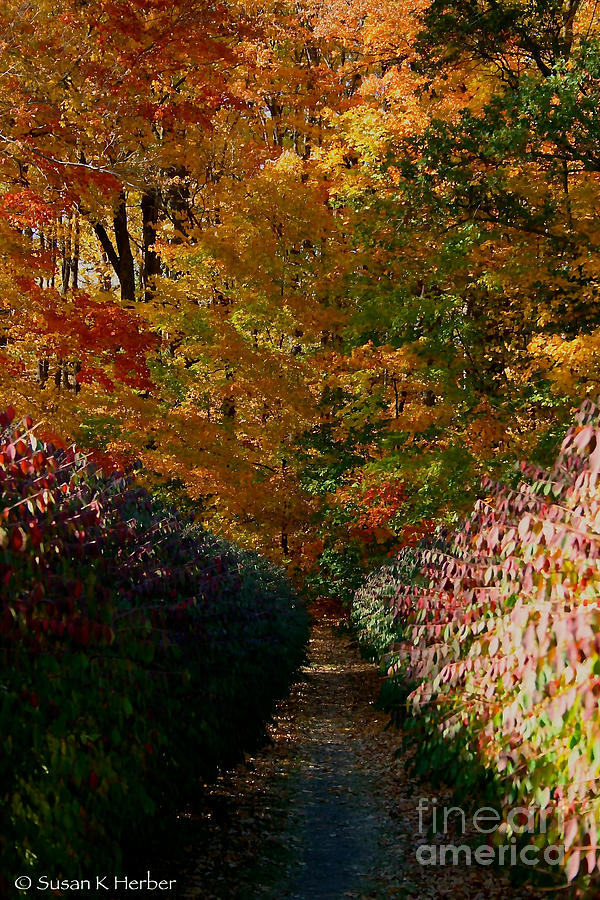 Splendor Photograph by Susan Herber - Fine Art America